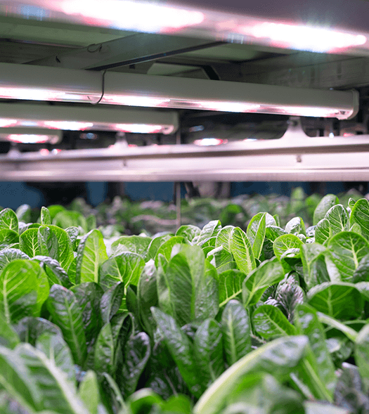 Medium to large scale vertical farming. Grow fully automated