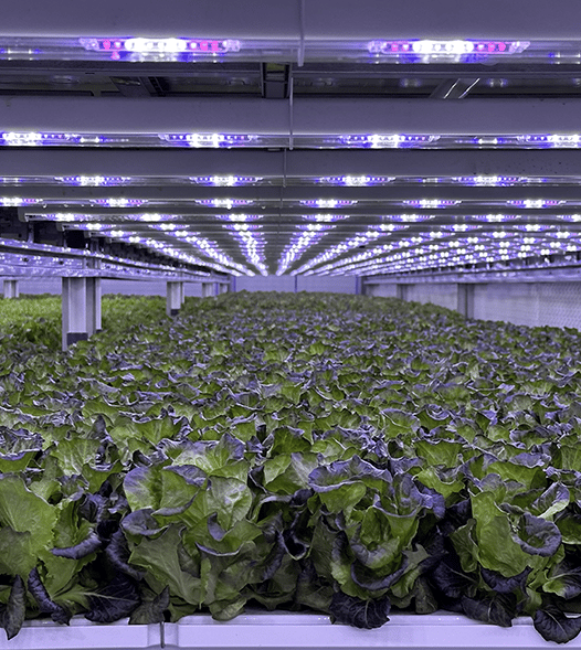 Medium to large scale vertical farming. Grow fully automated